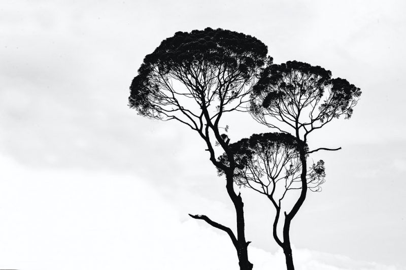 monochrome-vs-grayscale-photography-what-are-the-differences
